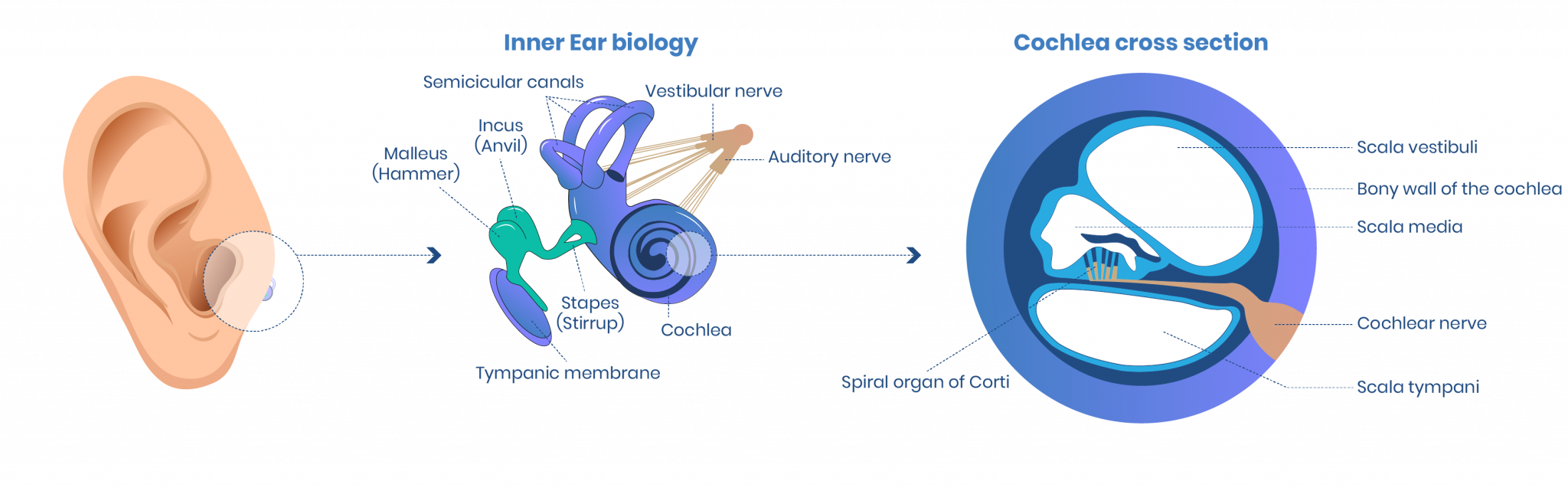 Physiology - Sensorion