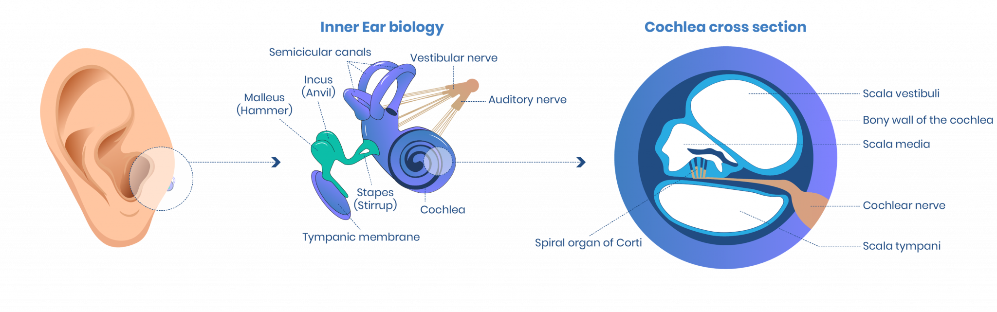 Physiology - Sensorion